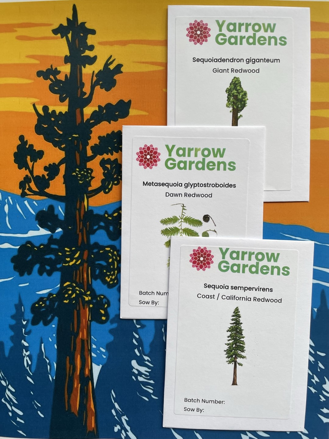 Redwood Tree Seeds Pack Dawn Giant Coast From A UK Nursery