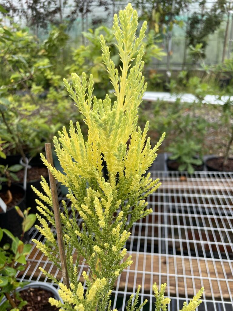 Introducing Giant Redwood ‘Vida Magical Mystery’ - Redwood Trees