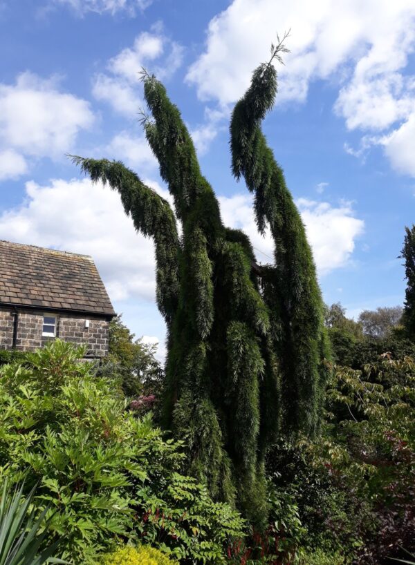 Giant Redwood 'Pendulum' 40/60cm (3L) - Redwood Trees