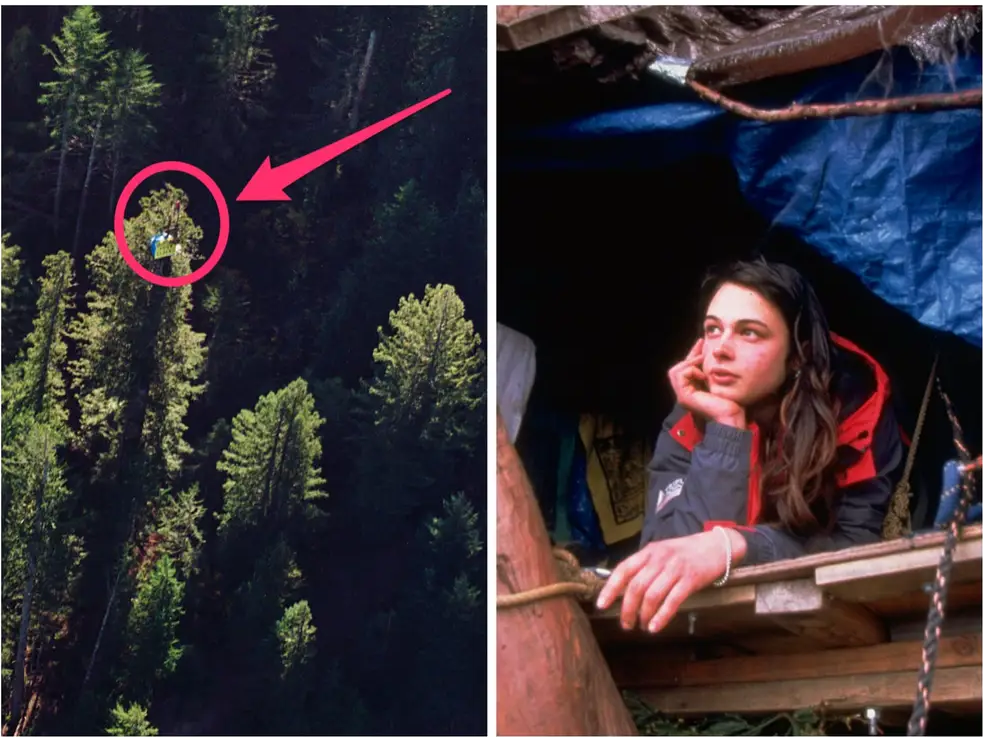 Julia 'Butterfly' Hill lived in a 180-foot tree for over 2 years to ...