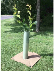 BioJute Mulch Mat - Redwood Trees