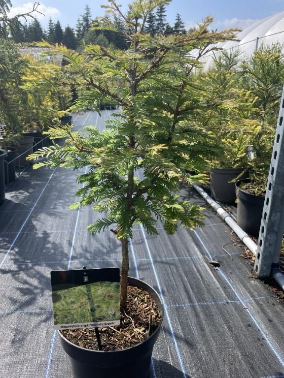 Dawn Redwood 'Hamlet's Broom' 40/60cm (5L) - Redwood Trees