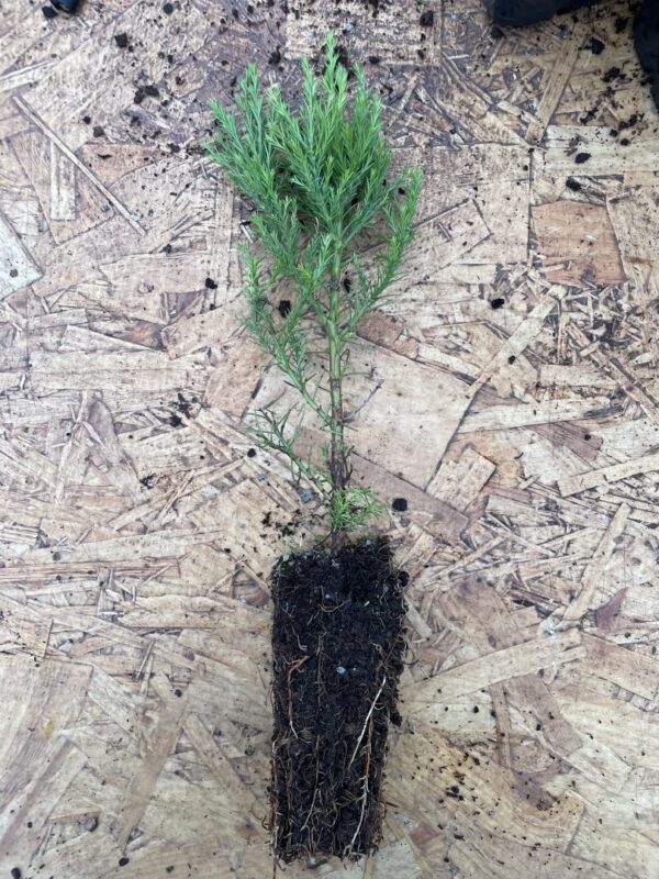 Giant Redwood Sapling 15/30cm (Cell) - Sequoiadendron giganteum