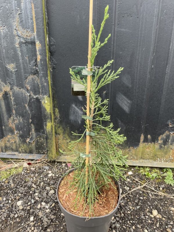 Giant Redwood 'Pendulum' 40/60cm (5L) - Redwood Trees