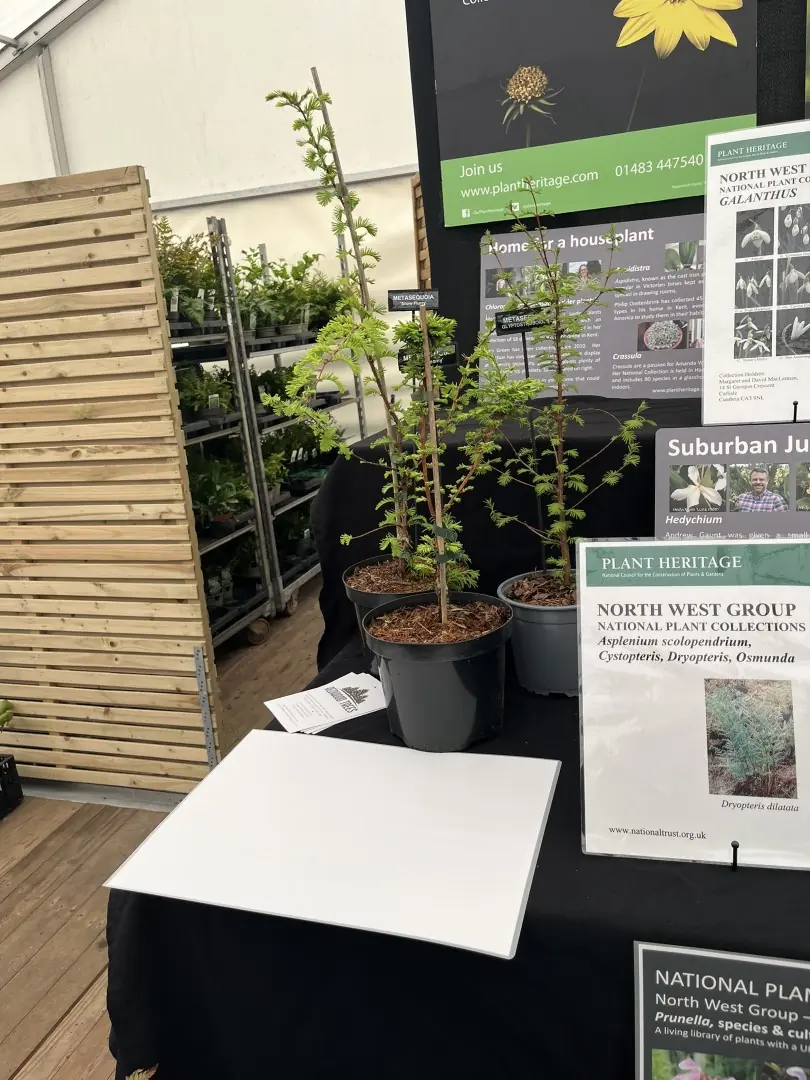 RHS Garden Bridgewater Spring Plant Fair 2025 - Redwood Trees