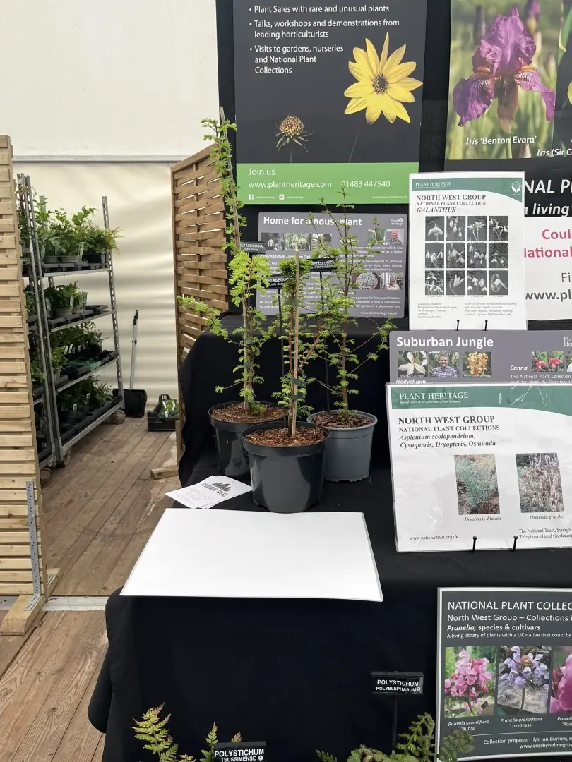 RHS Garden Bridgewater Spring Plant Fair 2025 - Redwood Trees