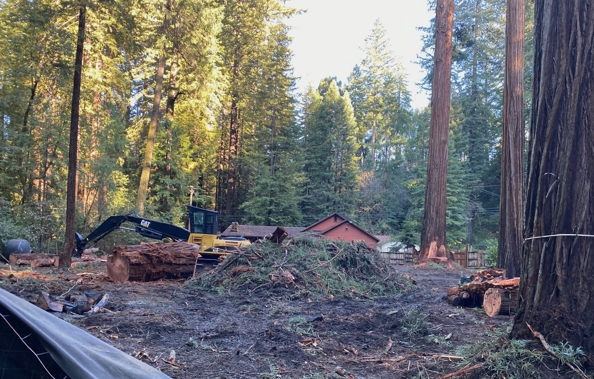 Old-Growth Redwoods Cut Down in Lower Redway (USA) Sparks Outrage ...