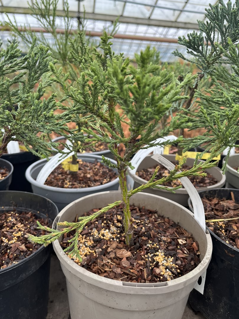 Giant Redwood 'Curley Green' - Sequoiadendron giganteum