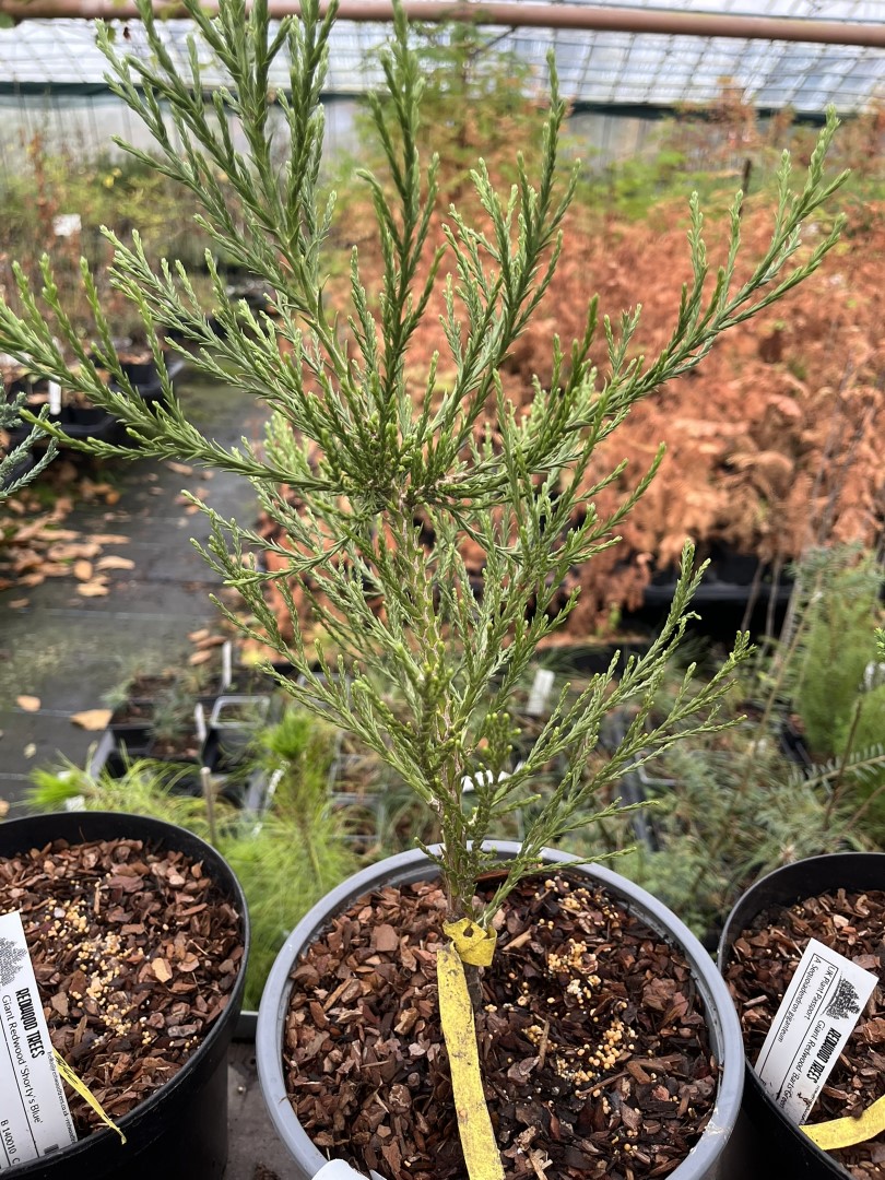 Giant Redwood Lighting Green - Sequoiadendron giganteum