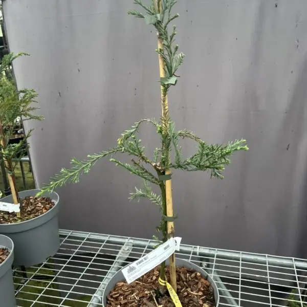 A diverse collection of Redwoods - Redwood Trees - UK Specialists