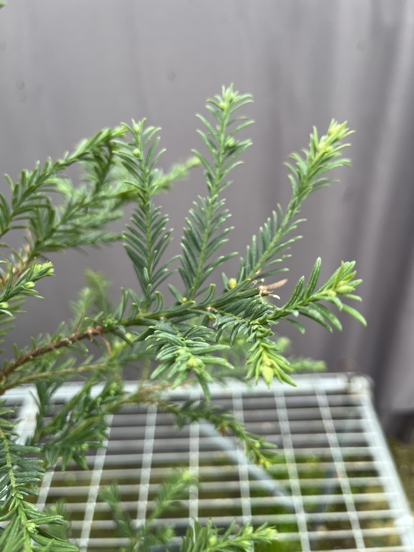 Coast Redwood 'Soquel' (Sequoia sempervirens) - Redwood Trees
