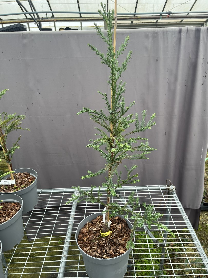 Coast Redwood 'Soquel' (Sequoia sempervirens) - Redwood Trees